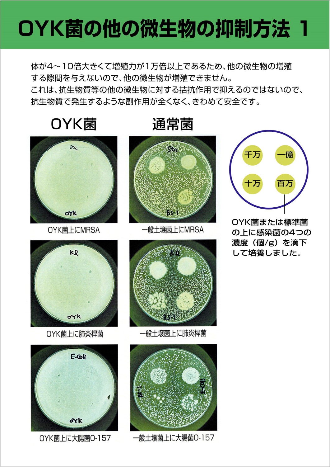 OYK菌について（各画像はクリックすると拡大します） | みずほアグリサポート